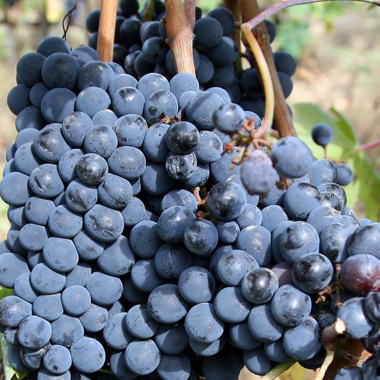 Chianti Wine: A Deep Dive into Tuscany’s Most Iconic Red